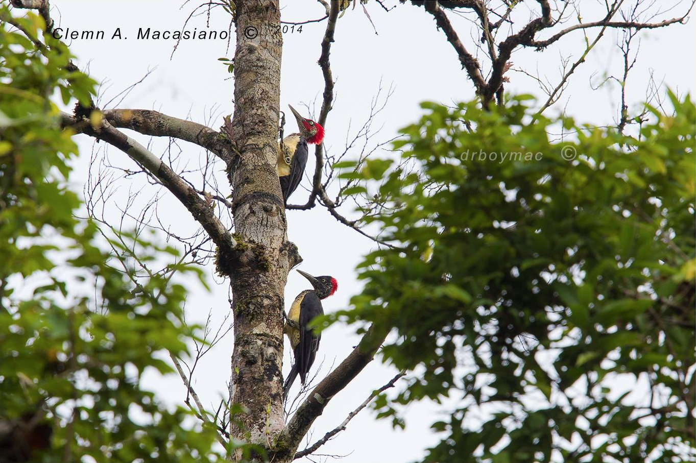 Birding Destination: Samar Island Natural Park – Wild Bird Club of the ...