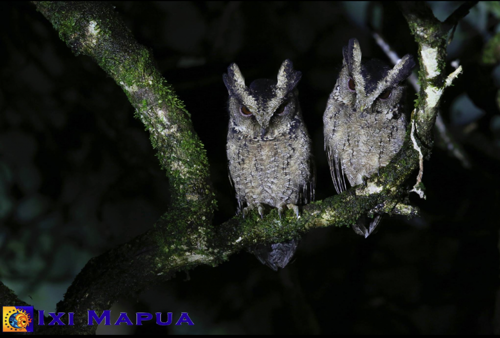 Birding Destination: Samar Island Natural Park – Wild Bird Club of the ...