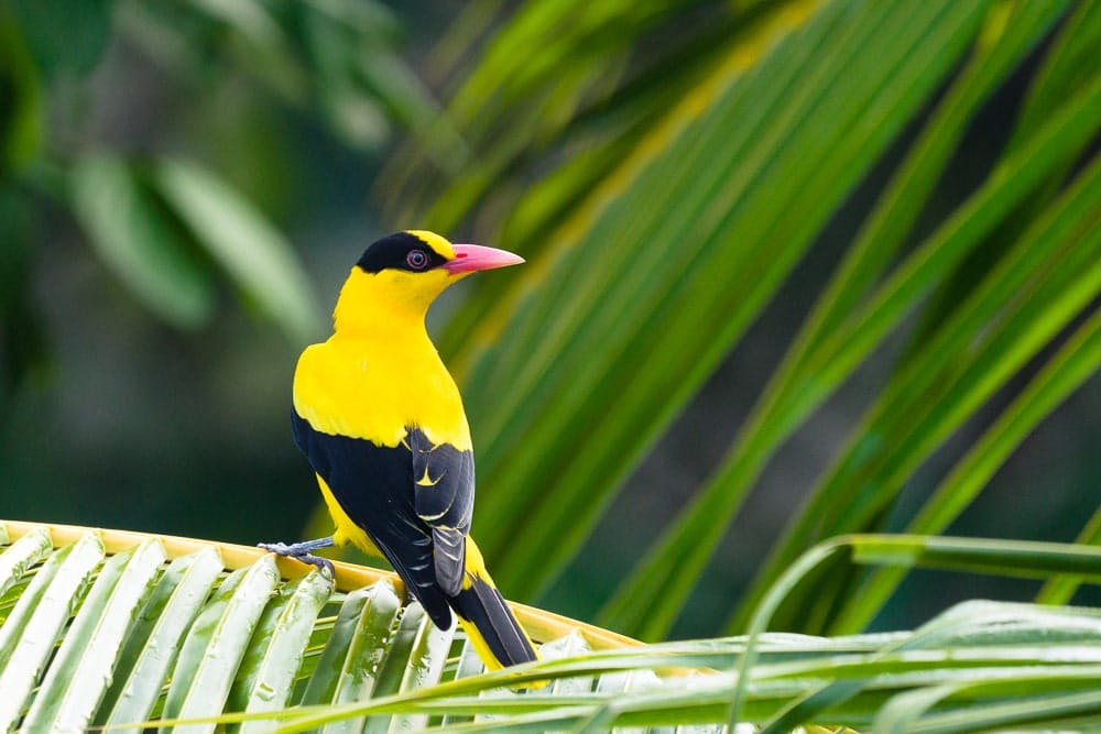 Birds in my garden and beyond – Wild Bird Club of the Philippines